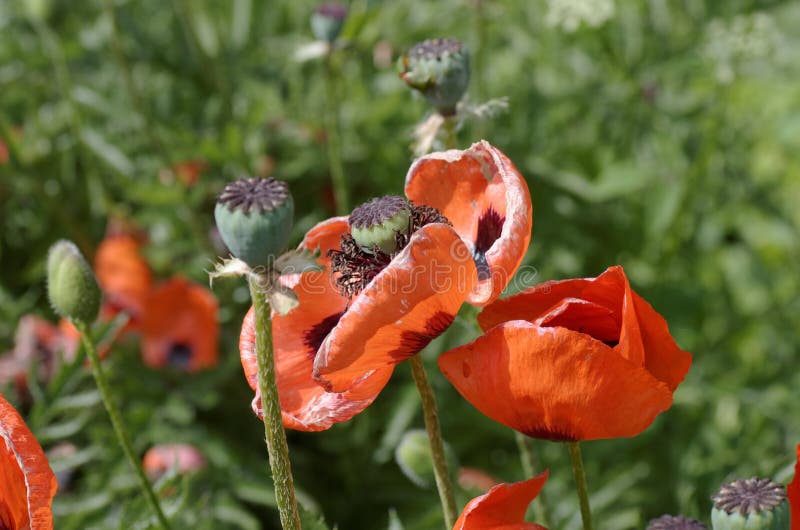 Common poppy stock image. Image of color, capsule, blossom - 95217403