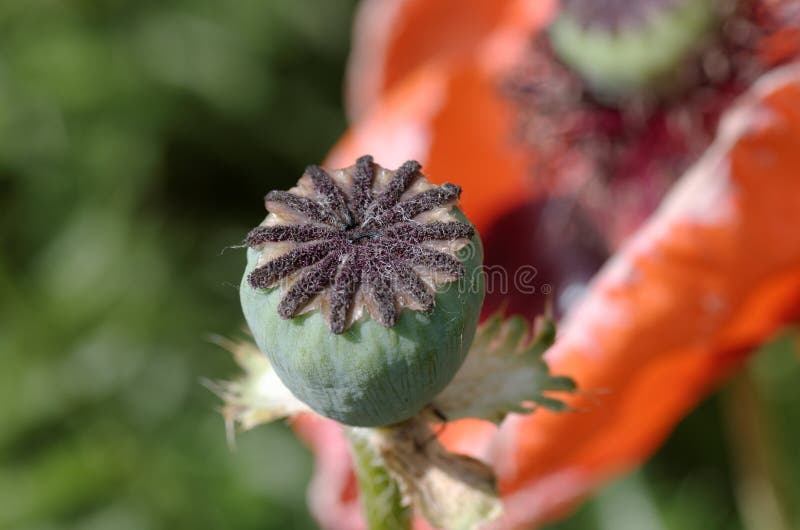 Common poppy stock image. Image of blossom, nature, outdoors - 95217423