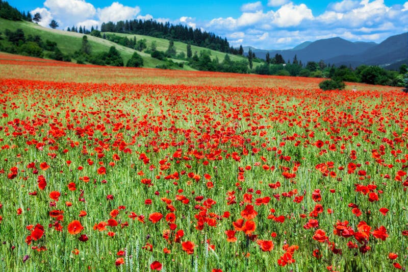 Common poppy on the field stock photo. Image of countryside - 275277046