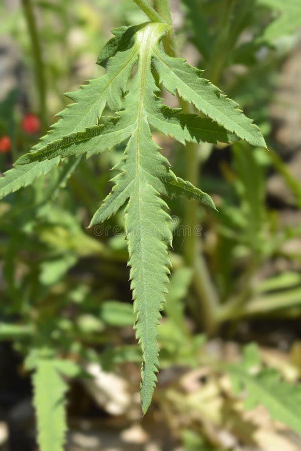 Common poppy stock image. Image of field, nature, hairy - 232958455