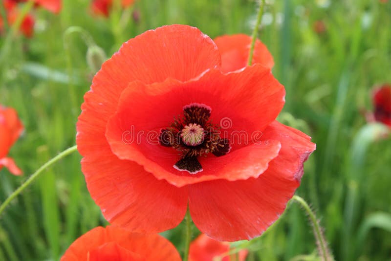 Common poppy stock photo. Image of drugs, nature, flower - 94709958