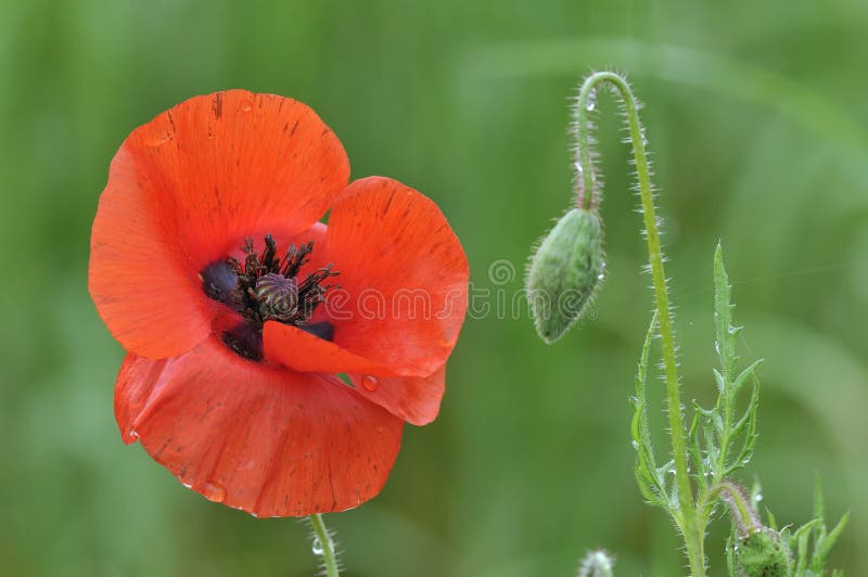 Common Poppy stock image. Image of arable, wildlife, papaver - 72464859