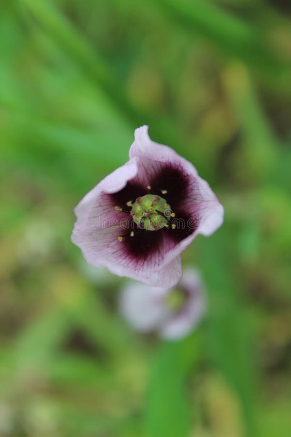 Common Poppy, Papaver Setigerum or Papaver Rhoeas Stock Photo - Image ...