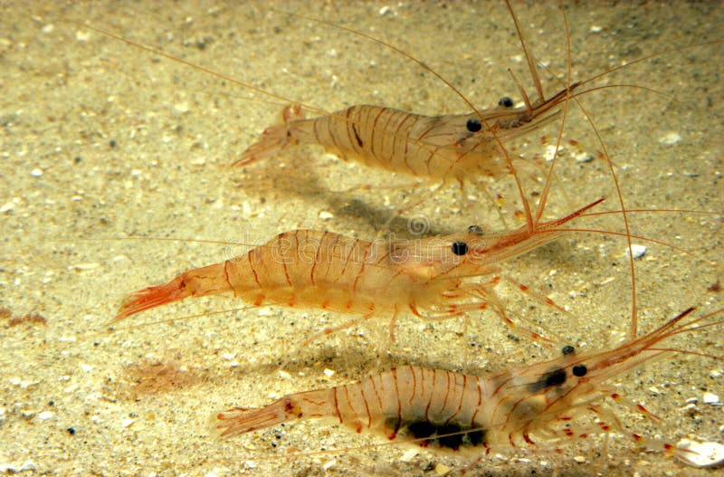 Common Prawn, Palaemon Serratus Stock Photo - Image of adult, serratus ...