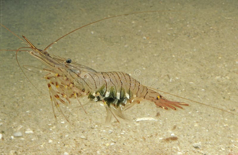 Common Prawn, Palaemon Serratus Stock Photo - Image of adult, serratus ...