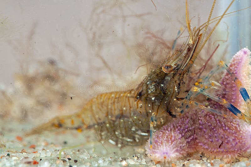 Common Prawn, Palaemon Serratus Stock Image - Image of marine ...