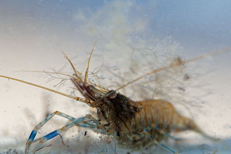 Common Prawn, Palaemon Serratus Stock Image - Image of environment ...
