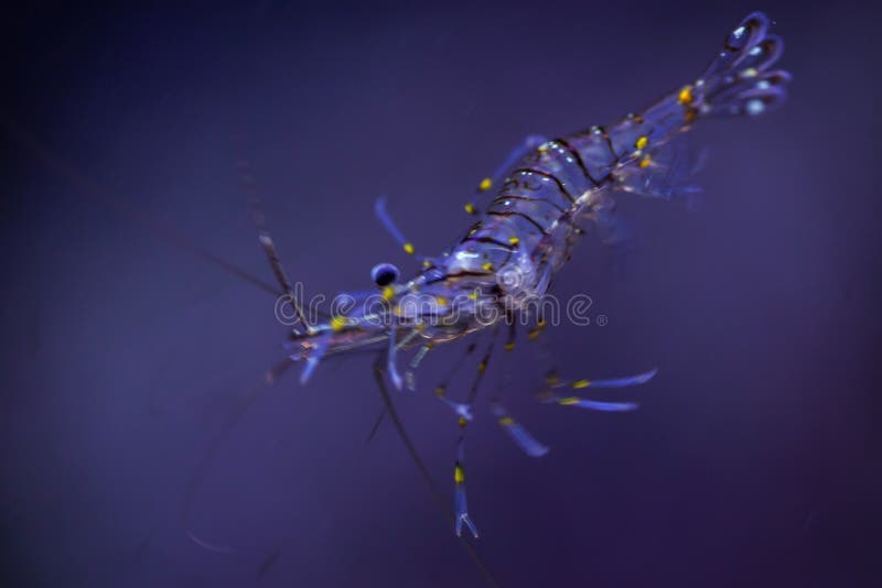 Common Prawn, Palaemon Serratus Stock Photo - Image of adult, serratus ...