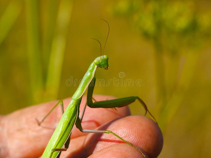 Common Praying Mantis on a Human Hand Stock Photo - Image of diversity ...