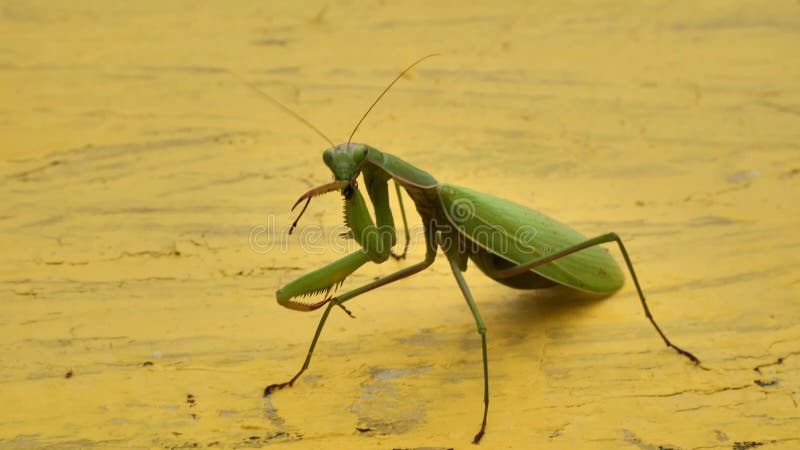 Common Mantis on the Wall of a Hive. Stock Footage - Video of mimosa ...
