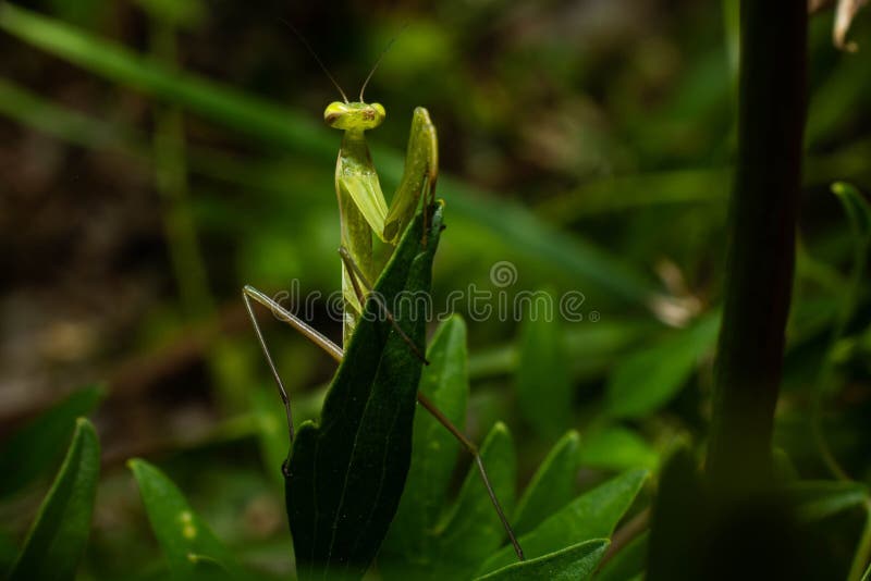 Common Praying Mantis Perched Atop a Patch of Lush Green Grass Stock ...