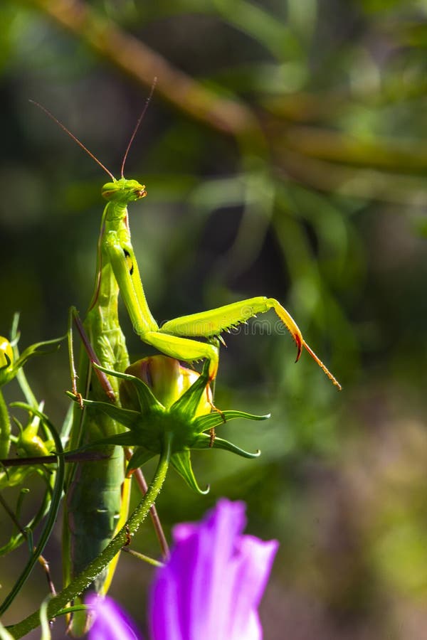 Common Praying Mantis, Mantis Religiosa Stock Image - Image of ...