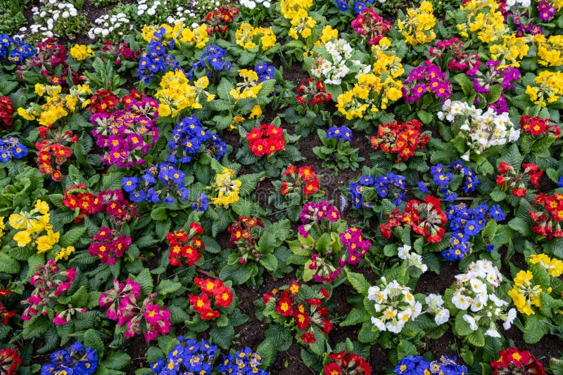 Common primrose stock image. Image of primrose, multi - 242529249