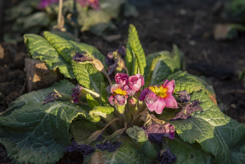 The Common Primrose Frost Bitten in the Early Spring. Primula Damaged ...