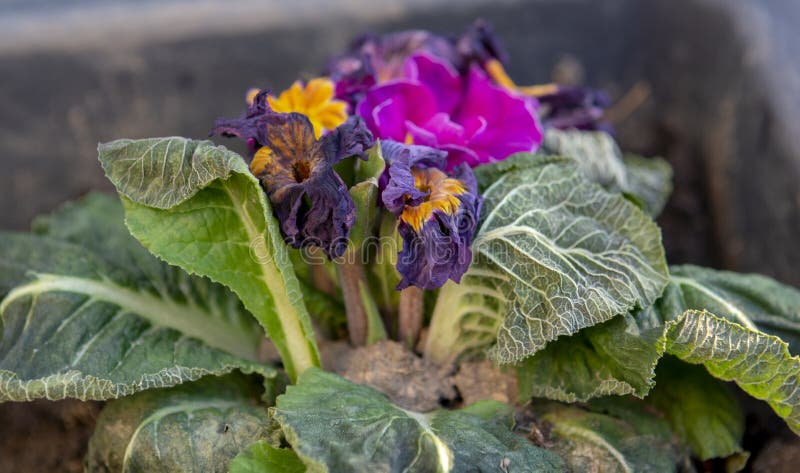The Common Primrose Frost Bitten in the Early Spring. Primula Damaged ...