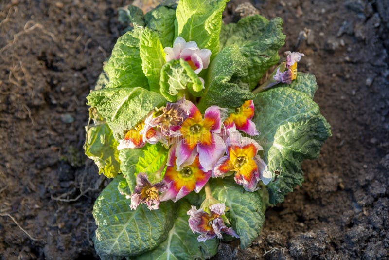 The Common Primrose Frost Bitten in the Early Spring. Primula Damaged ...