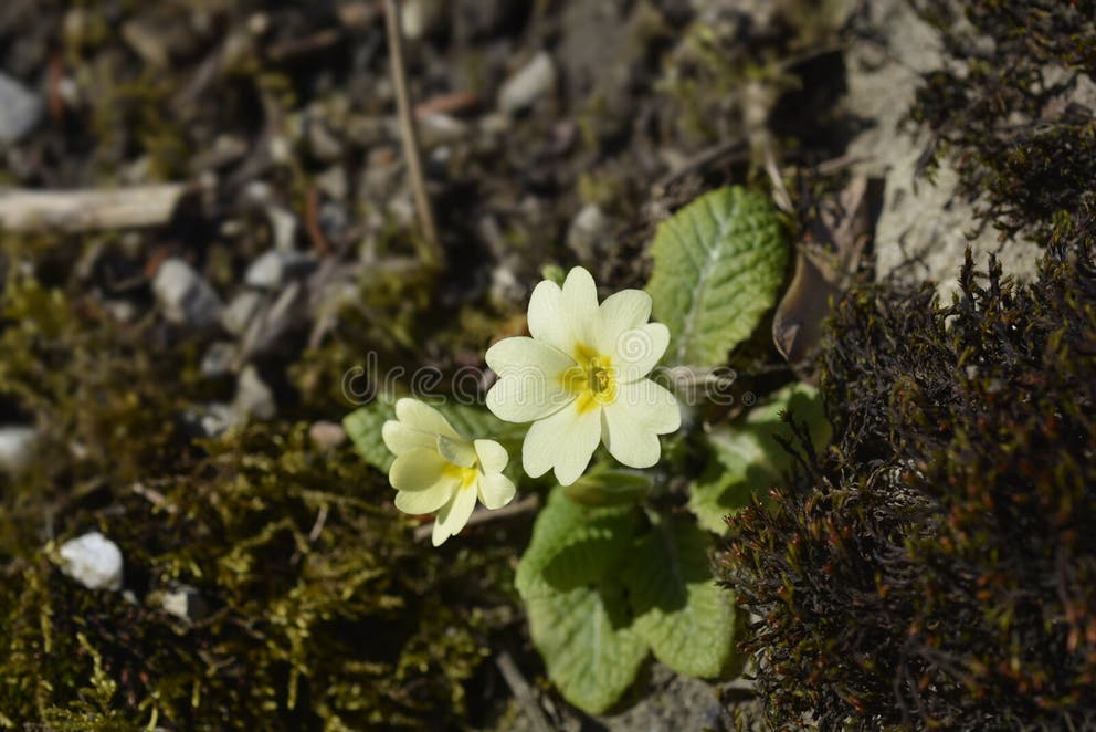 Common primrose stock photo. Image of botany, garden - 242528812
