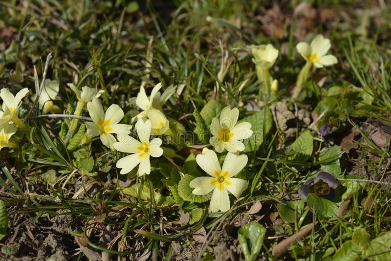 Common primrose stock photo. Image of botany, winter - 242748614