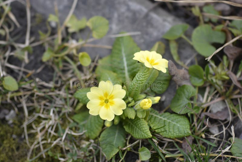 Common primrose stock photo. Image of close, flower - 243855986