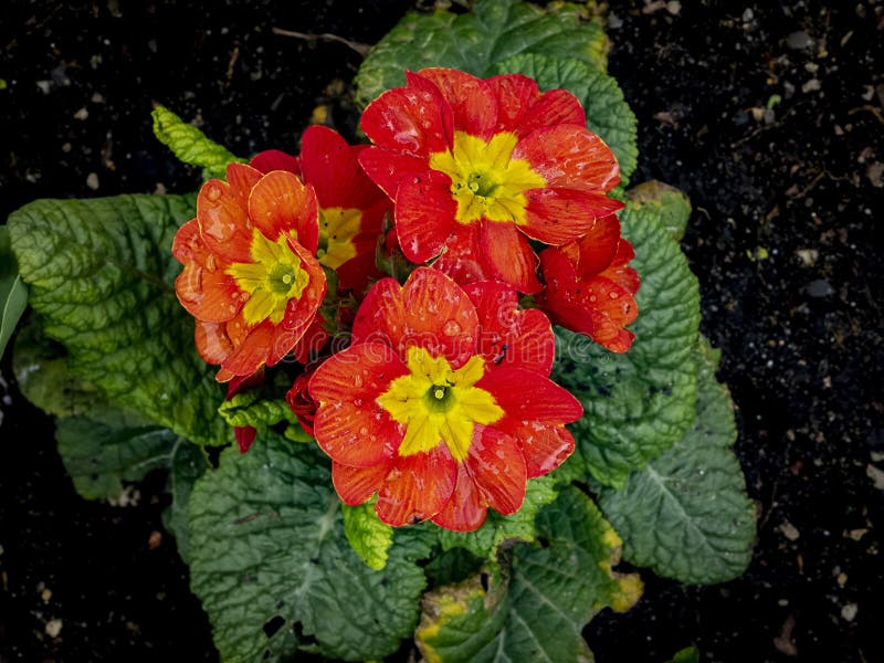 Common Primrose (Primula Vulgaris) Isolated in a Garden Stock Photo ...