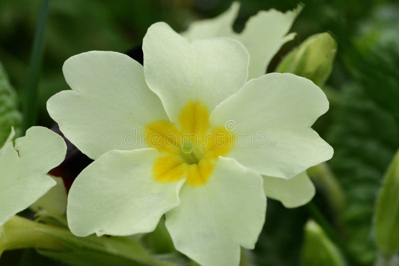 Common Primroses Primula Vulgaris Stock Photo - Image of outdoor ...