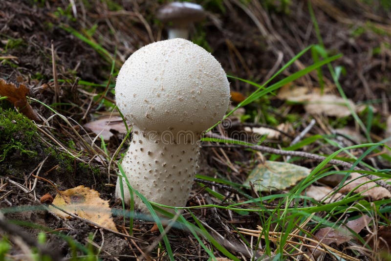 Common puffball stock image. Image of nature, studded - 11370217