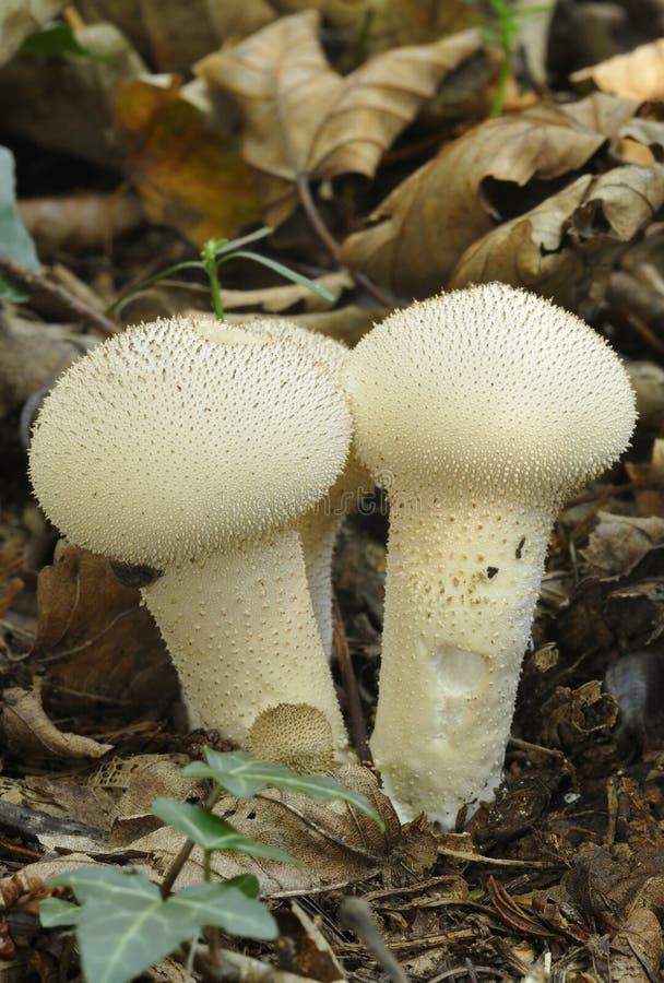 Common Puffball stock photo. Image of white, mushroom - 21884948