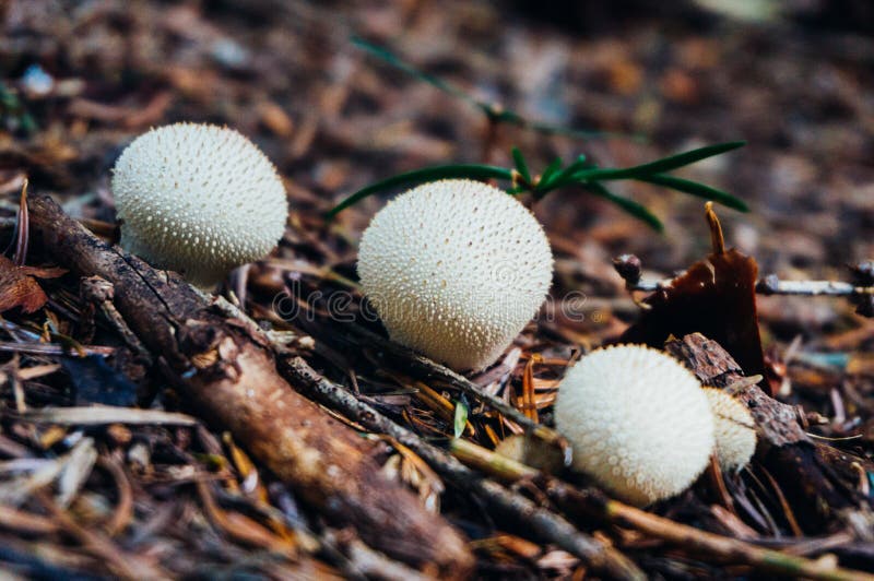 Common puffball stock image. Image of perlatum, warted - 45951535
