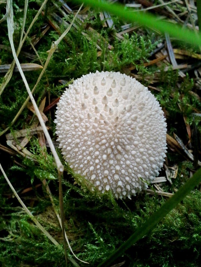 Common Puffball 1 Stock Photos - Free & Royalty-Free Stock Photos from ...