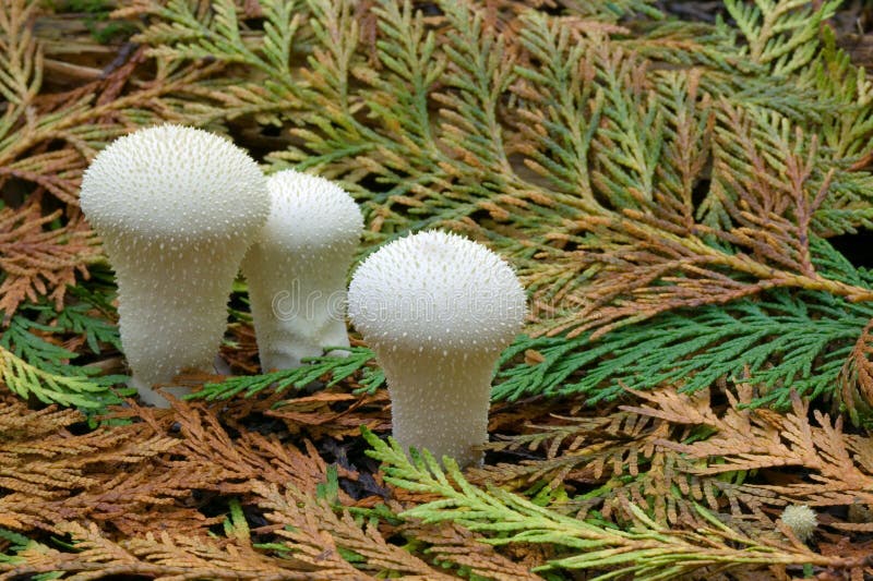Common Puffballs stock photo. Image of organism, color - 3409630