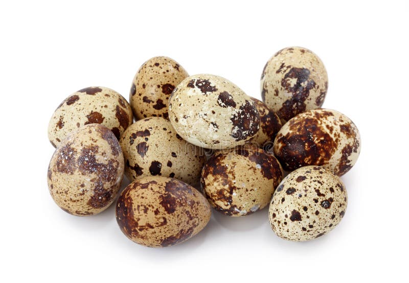 Quail eggs stock photo. Image of crop, agriculture, colour - 54113490