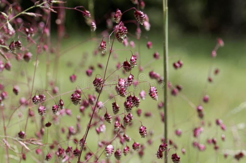 Common Quaking Grass Briza Media Stock Photo - Image of mountains ...