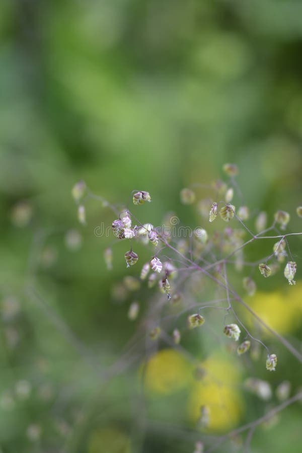 Common quaking grass stock image. Image of common, quakinggrass - 199193275