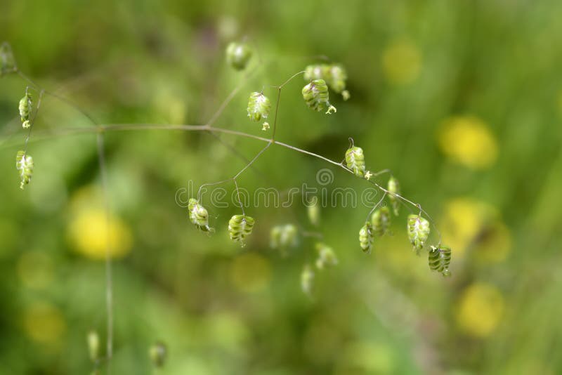 Common quaking grass stock photo. Image of spring, didder - 201453312