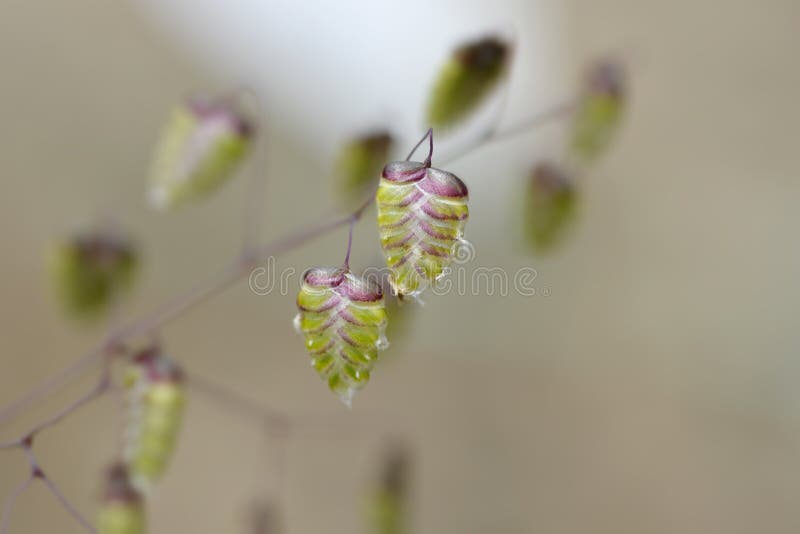 Common quaking grass stock photo. Image of garden, media - 232382172