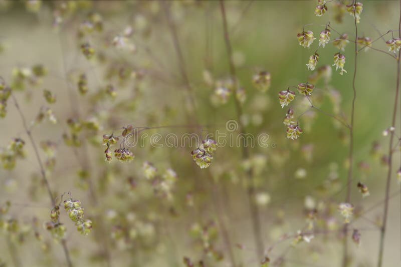 Common quaking grass stock photo. Image of common, shakinggrass - 302753230