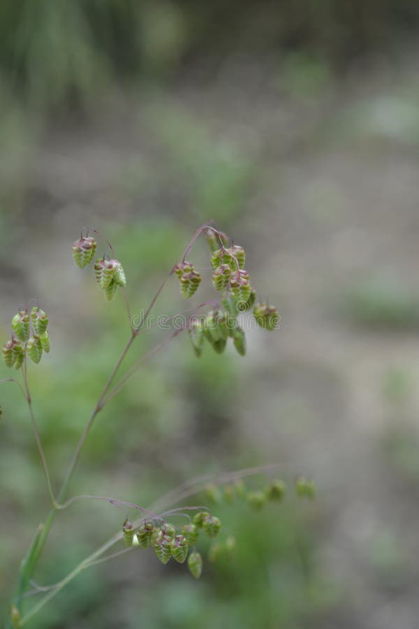 Common quaking grass stock photo. Image of tottergrass - 152028622