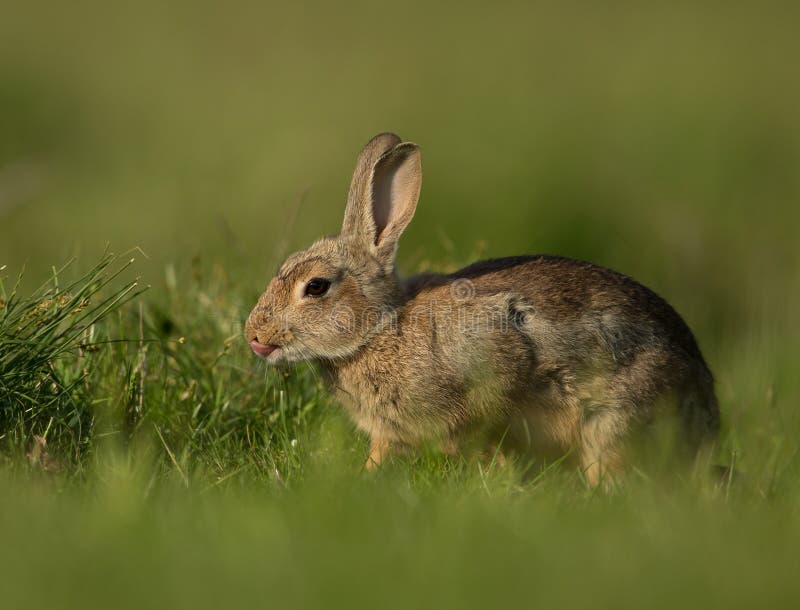 Common Rabbit (Oryctolagus Cuniculus) Stock Photo - Image of farmland ...