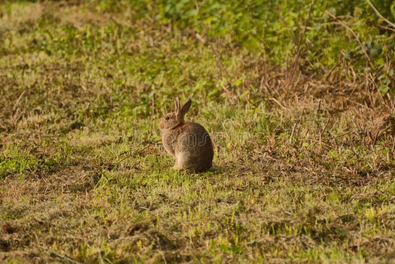 Wild rabbit in a field stock image. Image of watching - 100745283