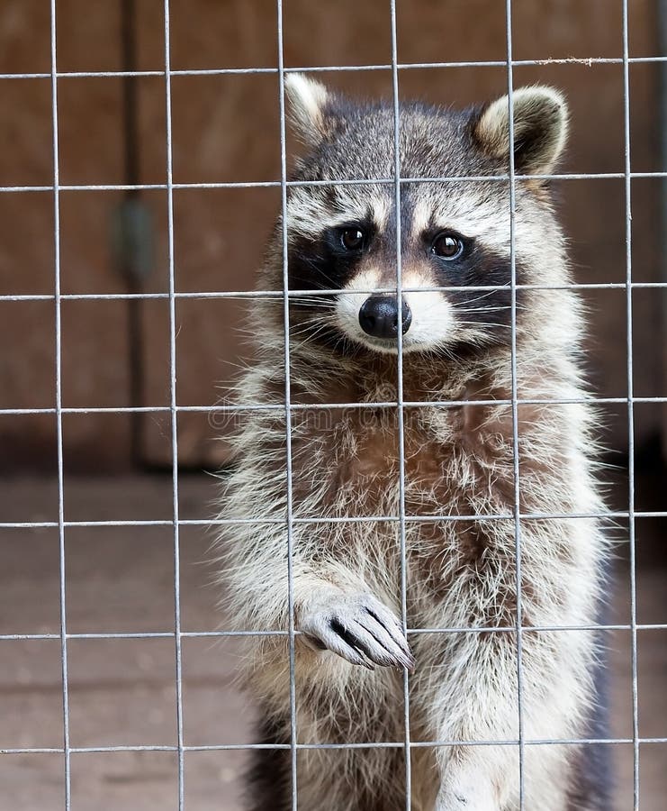 Common Raccoon Standing at the Water Side, Tropical Animal from America ...