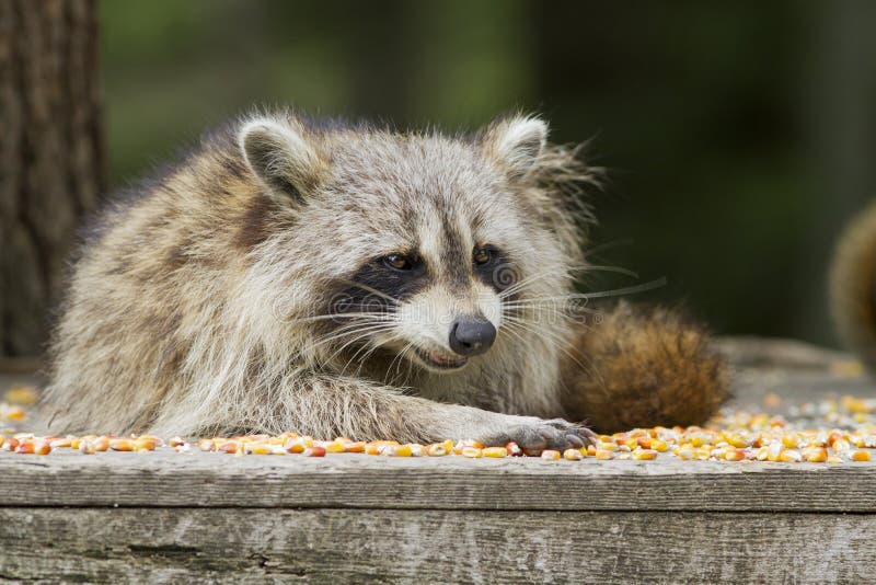 Common raccoon stock photo. Image of nocturnal, bandit - 31438184