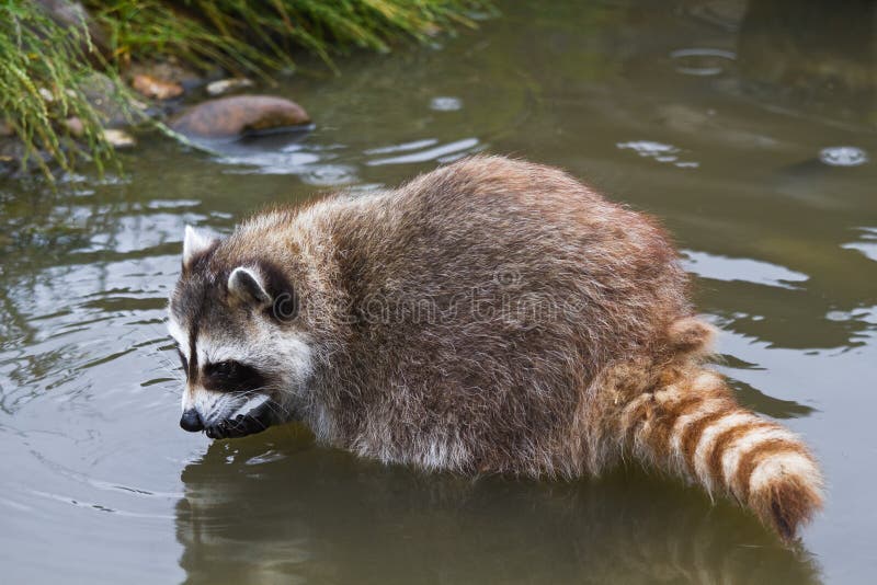 Common Raccoon or Procyon Lotor Stock Photo - Image of raccoons, north ...