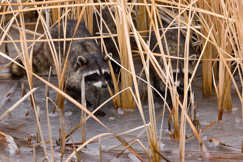 Common Raccoons stock image. Image of group, panoramic - 12195711