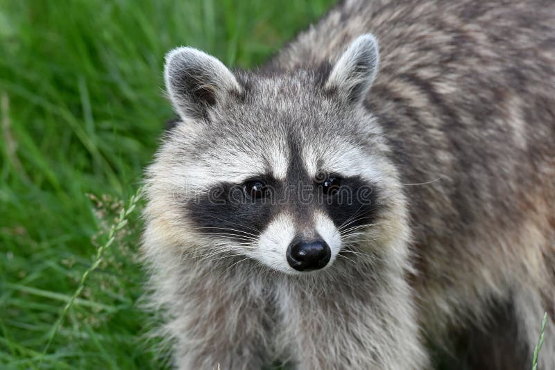 Common racoon stock image. Image of procyon, expressive - 96566615