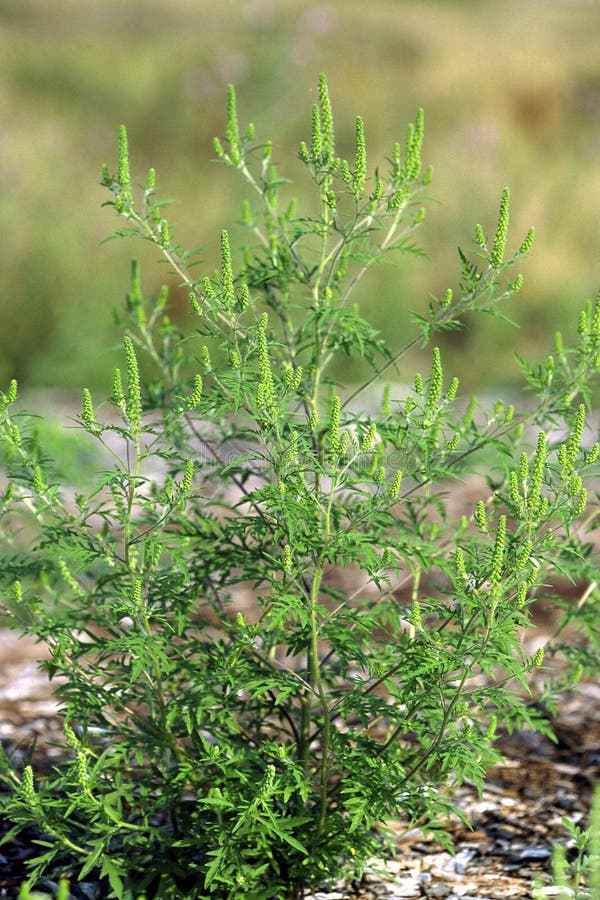 Common Ragweed 23755 stock image. Image of flowers, asteraceae - 13558033