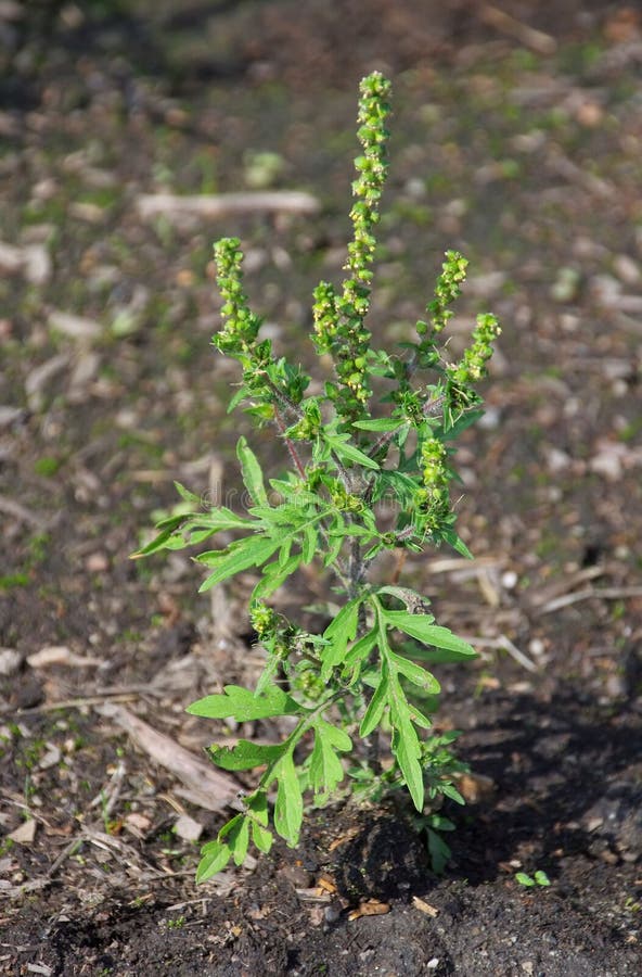 Common Ragweed stock photo. Image of phytoremediation - 43382564