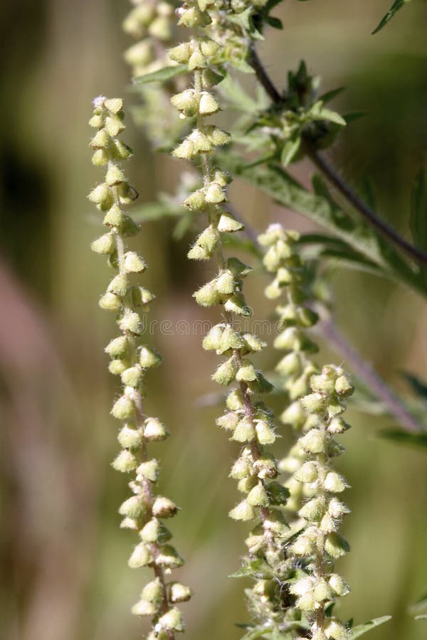 Common ragweed stock image. Image of leaves, pollen, ragweed - 76213239