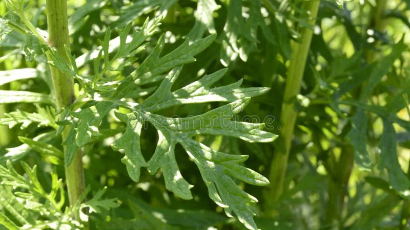 Common Ragweed - Ambrosia Artemisiifolia in Bloom Stock Video - Video ...
