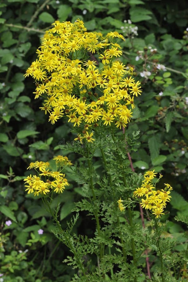 Common Ragwort stock image. Image of poisonous, yellow - 23630975