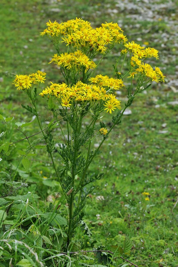 Common Ragwort stock image. Image of britain, british - 26459551